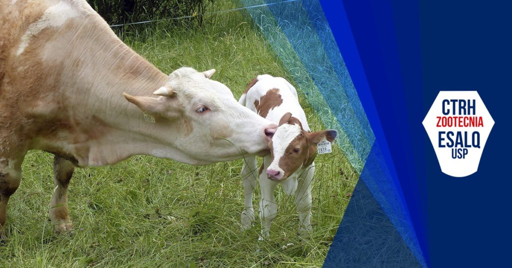 Manejo de vacas pós-parto | CTRH Zootecnia