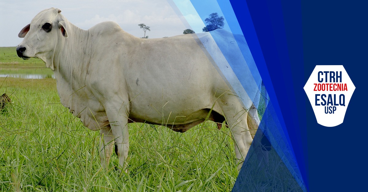 Pastejo diferido | CTRH Zootecnia